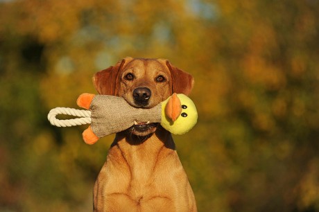Labrador Retriever Yellow Female Muzzle Portrait Editorial Stock Photo ...