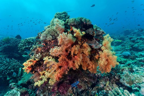 5 Nephtheidae Stock Pictures, Editorial Images and Stock Photos ...