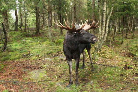 250 Bull moose Stock Pictures, Editorial Images and Stock Photos ...
