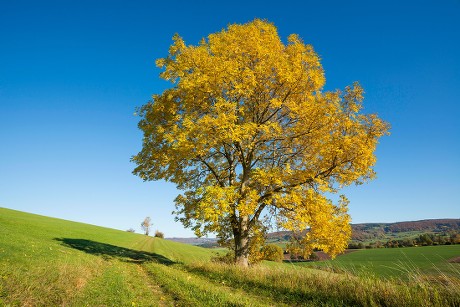 750 Common ash Stock Pictures, Editorial Images and Stock Photos ...