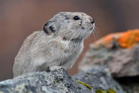 Collared Pika Ochotona Collaris Sits On Editorial Stock Photo - Stock ...