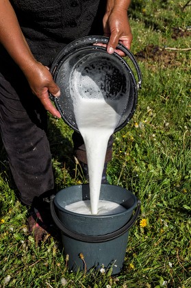 81 Milk bucket Stock Pictures, Editorial Images and Stock Photos ...