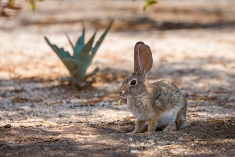 8 American desert hare Stock Pictures, Editorial Images and Stock ...