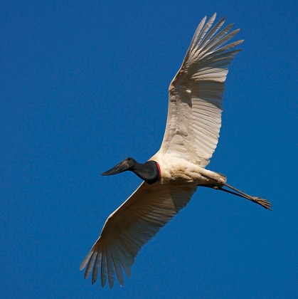 Jabiru Jabiru Mycteria Flight Blue Sky Editorial Stock Photo - Stock ...