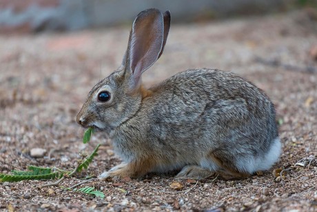 250 Common hare Stock Pictures, Editorial Images and Stock Photos ...