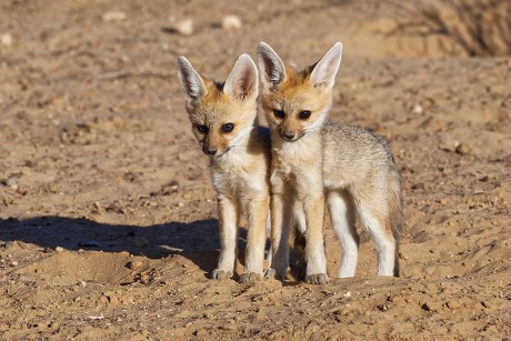 Cape Foxes Vulpes Chama Two Cubs Editorial Stock Photo - Stock Image ...