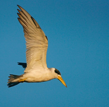 Largebilled Tern Phaetusa Simplex Flight Mato Editorial Stock Photo ...