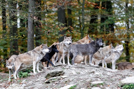 Algonquin Wolves Canis Lupus Lycaon Rudel Editorial Stock Photo - Stock ...