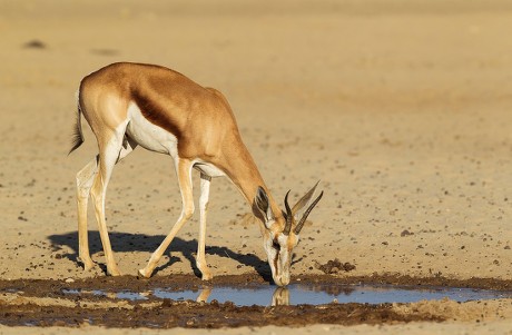 Springbok Antidorcas Marsupialis Female Drinking Waterhole Editorial ...