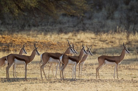 56 Bovid species Stock Pictures, Editorial Images and Stock Photos ...