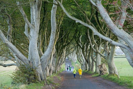 52 Dark hedges Stock Pictures, Editorial Images and Stock Photos ...