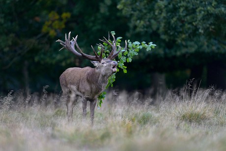20 Alpha deer Stock Pictures, Editorial Images and Stock Photos ...