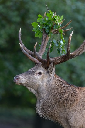 20 Alpha deer Stock Pictures, Editorial Images and Stock Photos ...