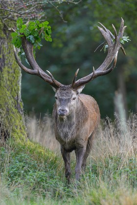 20 Alpha deer Stock Pictures, Editorial Images and Stock Photos ...