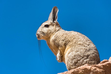 Southern Viscacha Lagidium Viscacia Sits On Editorial Stock Photo ...