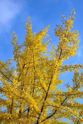 250 Maidenhair tree Stock Pictures, Editorial Images and Stock Photos ...