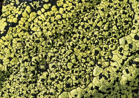 Map Lichen Rhizocarpon Geographicum Val De Editorial Stock Photo ...