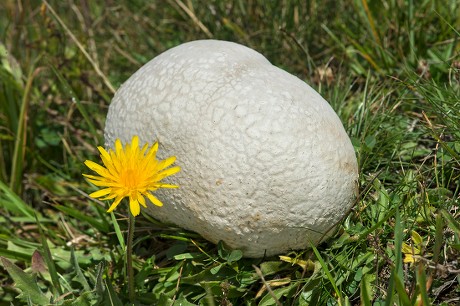 15 Calvatia gigantea Stock Pictures, Editorial Images and Stock Photos ...