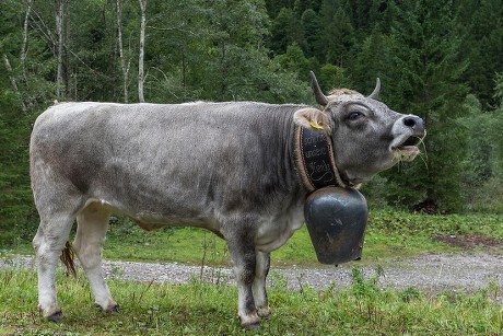250 Cowbell Stock Pictures, Editorial Images and Stock Photos ...