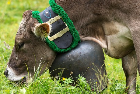 250 Cowbell Stock Pictures, Editorial Images and Stock Photos ...
