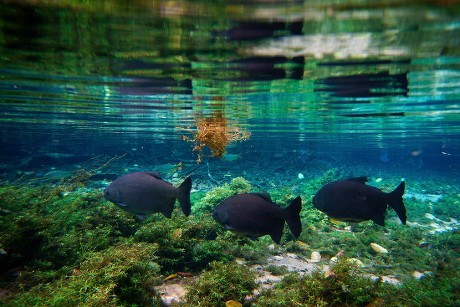 75 Pacu Stock Pictures, Editorial Images and Stock Photos | Shutterstock