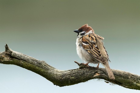 250 German sparrow Stock Pictures, Editorial Images and Stock Photos ...