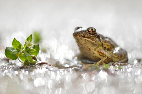 Common Spadefoot Pelobates Fuscus Sits Puddle Editorial Stock Photo ...