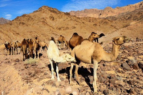 500 Camelid mammal Stock Pictures, Editorial Images and Stock Photos ...