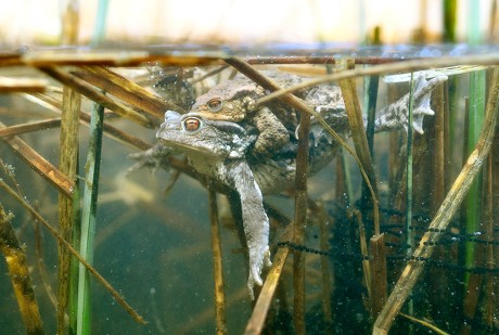 Common Toads Bufo Bufokomplex Pair Spawning Editorial Stock Photo ...
