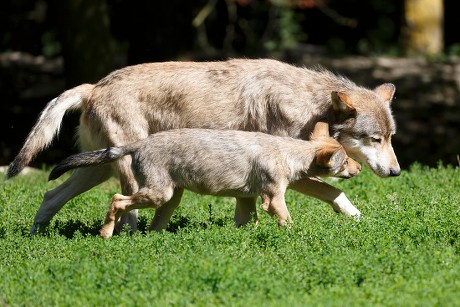 33 Algonquin wolves Stock Pictures, Editorial Images and Stock Photos ...