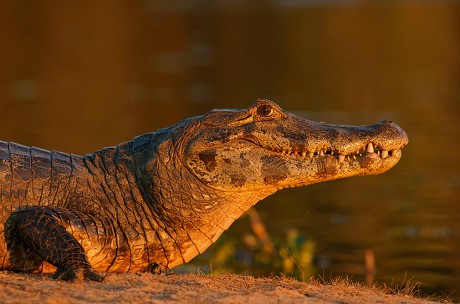 250 Common crocodile Stock Pictures, Editorial Images and Stock Photos ...