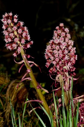 250 Pestilence Stock Pictures, Editorial Images and Stock Photos ...