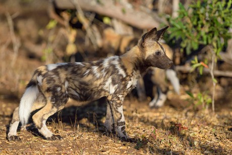 250 African hunting dog Stock Pictures, Editorial Images and Stock ...