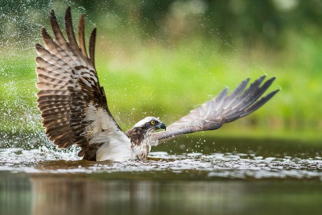 500 Fish hawk Stock Pictures, Editorial Images and Stock Photos ...