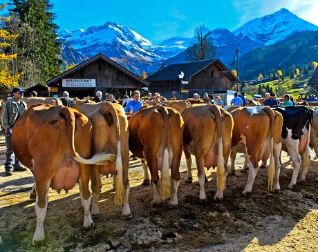 250 Simmental Stock Pictures, Editorial Images and Stock Photos ...
