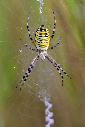 250 Orb weaving spider Stock Pictures, Editorial Images and Stock ...