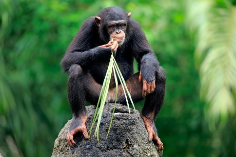 500 Ape eating Stock Pictures, Editorial Images and Stock Photos ...