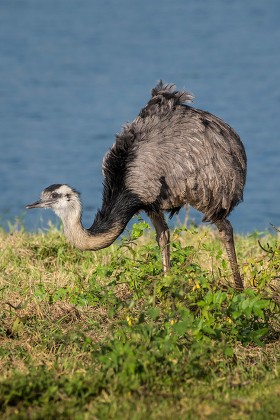 Greater Rhea Rhea Americana Ratite Pantanal Editorial Stock Photo ...