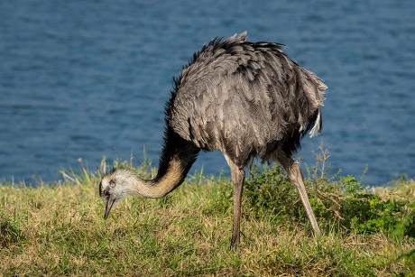 250 Grey rhea Stock Pictures, Editorial Images and Stock Photos ...