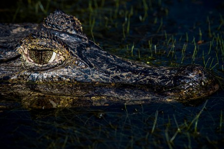 250 Caiman crocodilus Stock Pictures, Editorial Images and Stock Photos ...