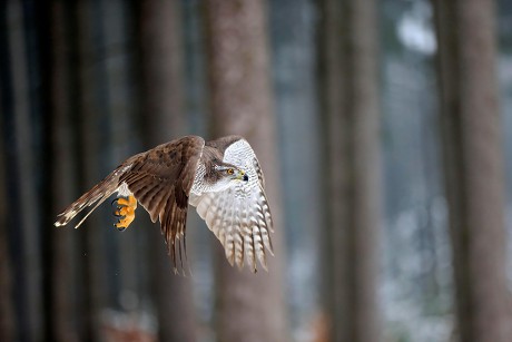 250 Accipiter gentilis Stock Pictures, Editorial Images and Stock ...