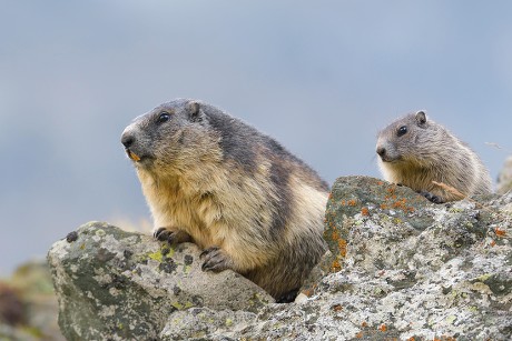 Alpine Marmots Marmota Marmota On Rockss Editorial Stock Photo - Stock ...