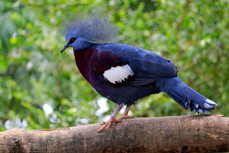 Southern Crowned Pigeon Goura Scheepmakeri Adult Editorial Stock Photo ...