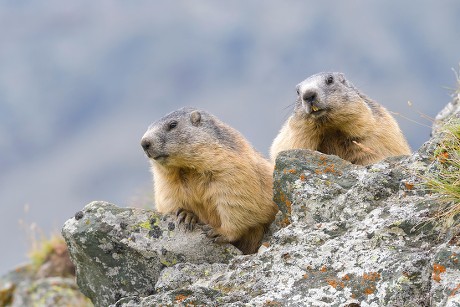 500 Alpine marmots Stock Pictures, Editorial Images and Stock Photos ...