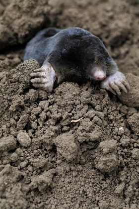 62 Common mole Stock Pictures, Editorial Images and Stock Photos ...