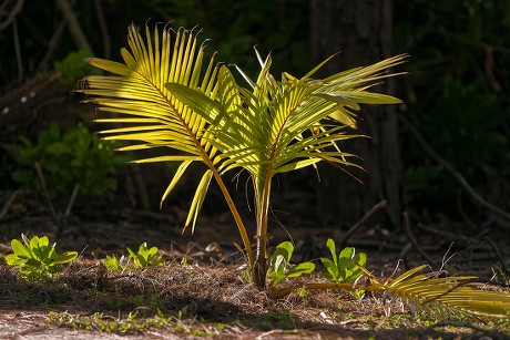 500 Cocos islands Stock Pictures, Editorial Images and Stock Photos ...