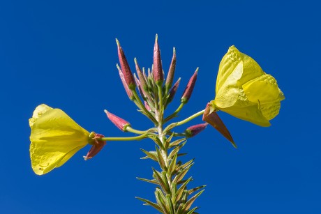 3 Sundrop Stock Pictures, Editorial Images and Stock Photos | Shutterstock