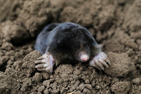 62 Common mole Stock Pictures, Editorial Images and Stock Photos ...