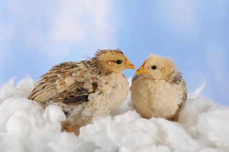 Domestic Chicken Chick 1 Week Old Editorial Stock Photo - Stock Image ...