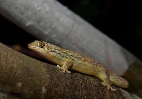 Fish Scale Gecko Geckolepis Maculata Dry Editorial Stock Photo - Stock ...